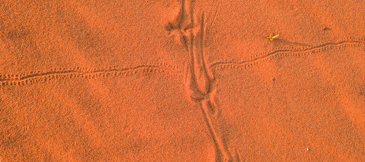 Nukal Murra and Collaboration on the Western Queensland First Nations